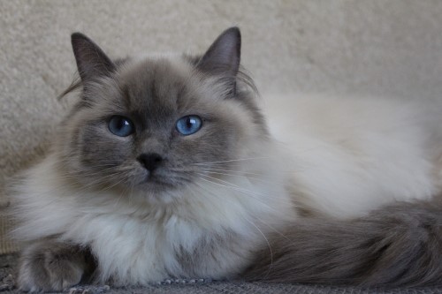 Ragdoll Queen Brooklyn | Paws of the Heartland