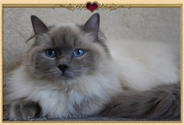 Ragdoll Cat Queens in Nebraska | Paws of the Heartland