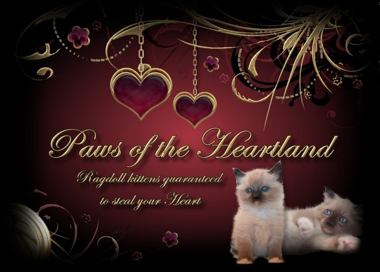 Paws of the Heartland Ragdoll Kittens Northeast Nebraska