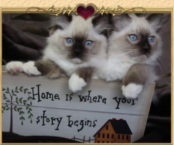 Ragdoll Kittens for sale Nebraska | Paws of the Heartland
