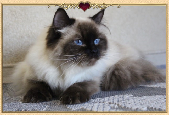 Ragdoll Cat Queens in Nebraska | Paws of the Heartland