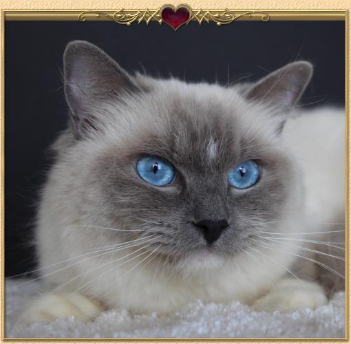 Ragdoll Cat Queens in Nebraska | Paws of the Heartland