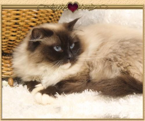 Ragdoll Cat Queens in Nebraska | Paws of the Heartland