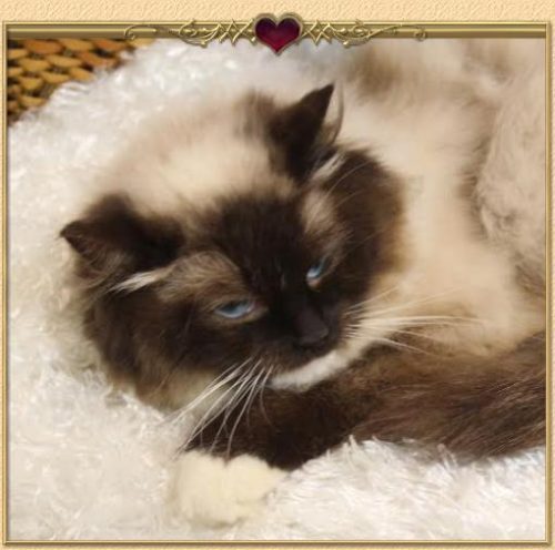 Ragdoll Cat Queens in Nebraska | Paws of the Heartland