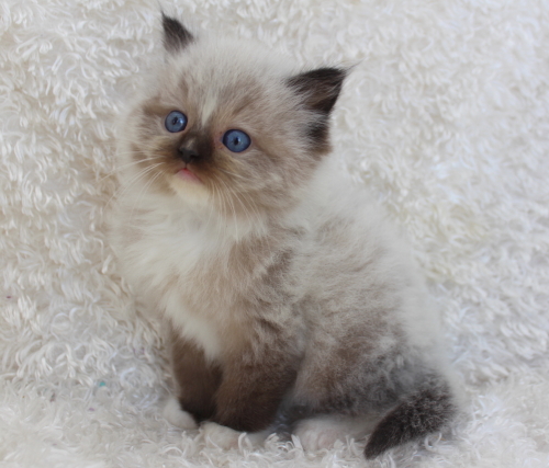 Ragdoll Kittens for sale Nebraska | Paws of the Heartland