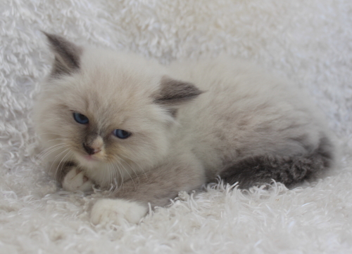 Ragdoll Kittens for sale Nebraska | Paws of the Heartland