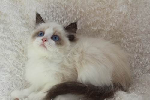 Ragdoll Kittens for sale Nebraska | Paws of the Heartland